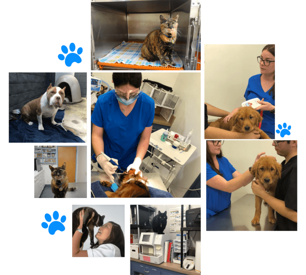 About Beach Blvd Pet Hospital | Vet In Huntington Beach, CA 92647