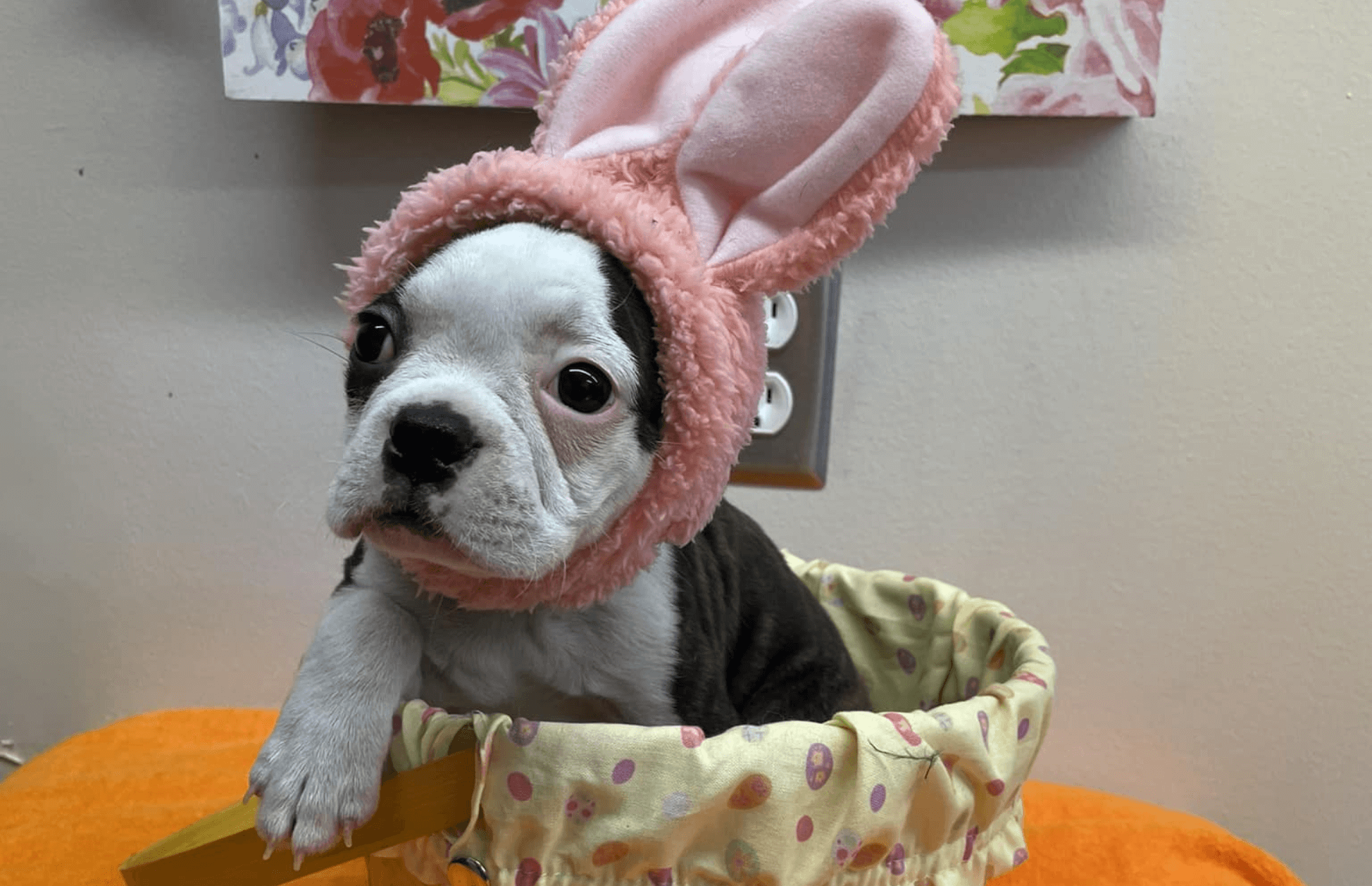 New Client Registration Form | Beach Boulevard Pet Hospital