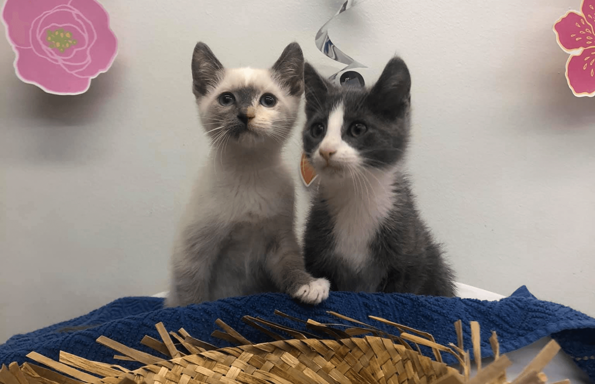 Payment Options For Veterinary Care | Beach Boulevard Pet Hospital