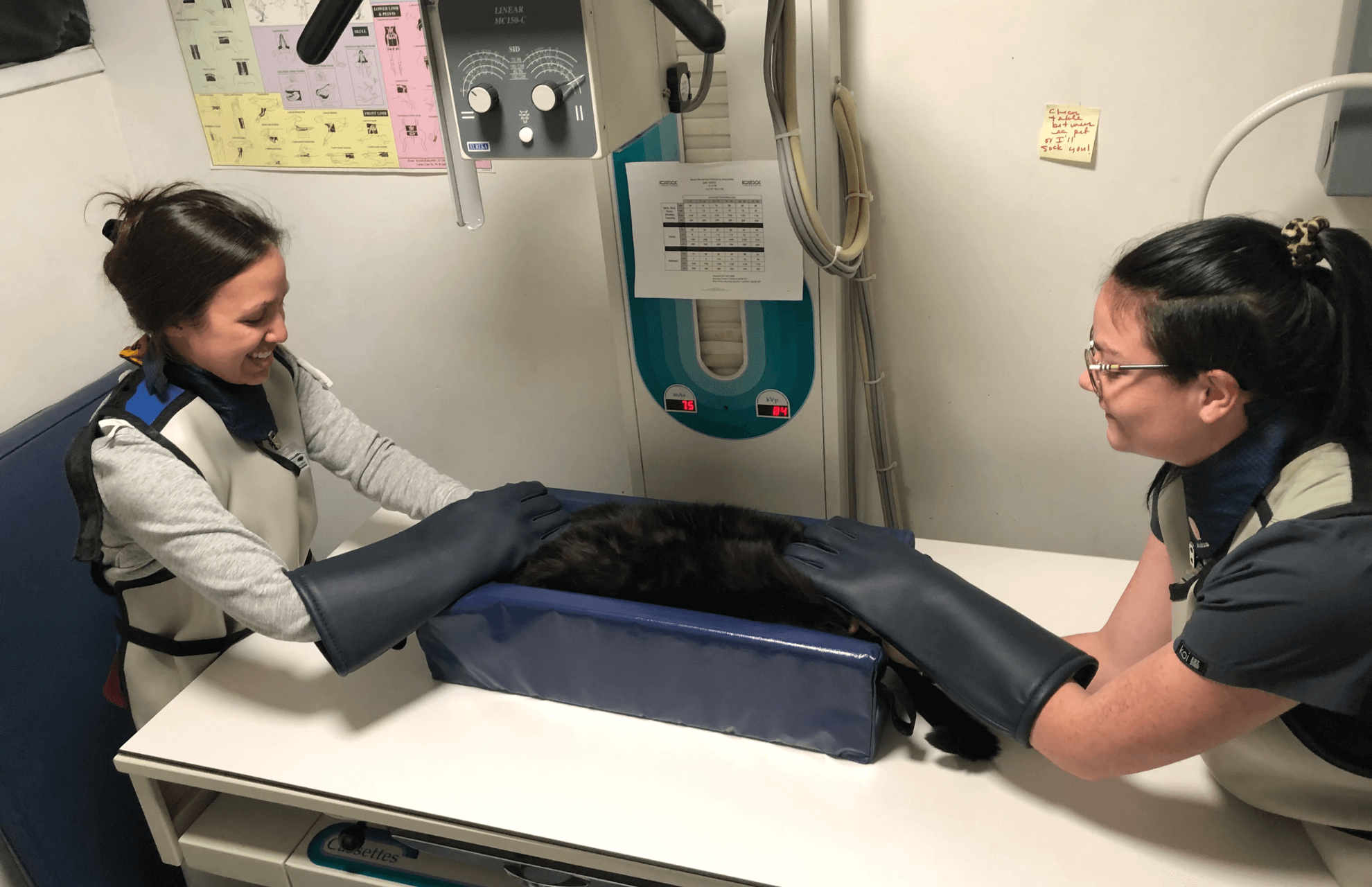 Pet Digital X-Ray/Ultrasound In Huntington Beach, CA | Beach Boulevard ...